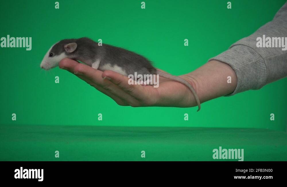 dumbo rat and human hand on green screen Stock Video Footage - Alamy