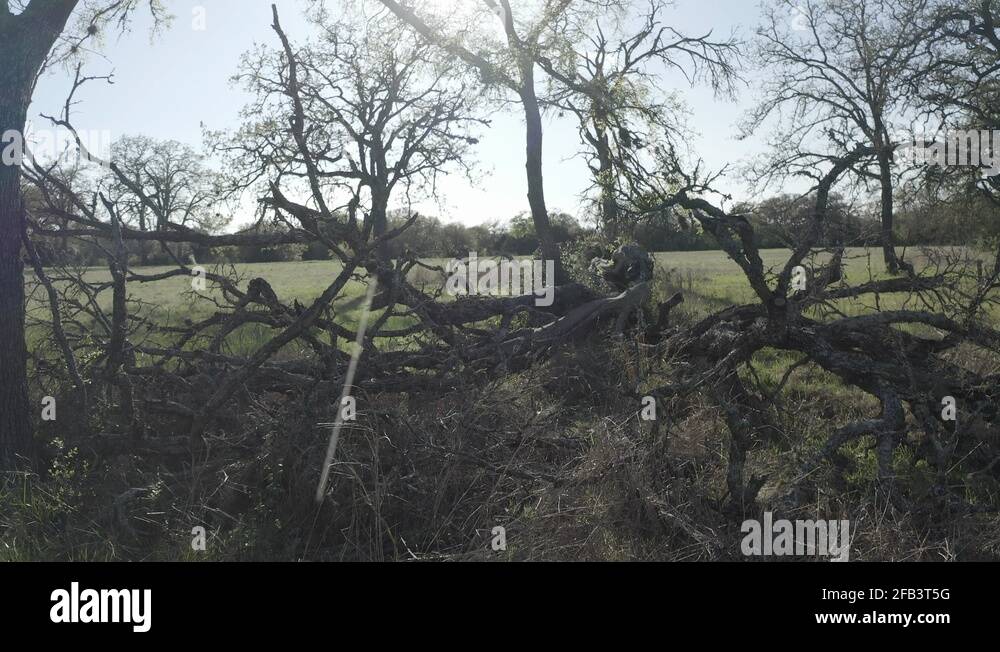 Dead trees africa Stock Videos & Footage - HD and 4K Video Clips - Alamy