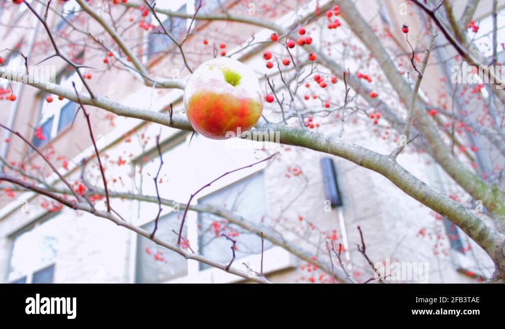Apple hanging from tree Stock Videos & Footage - HD and 4K Video Clips ...