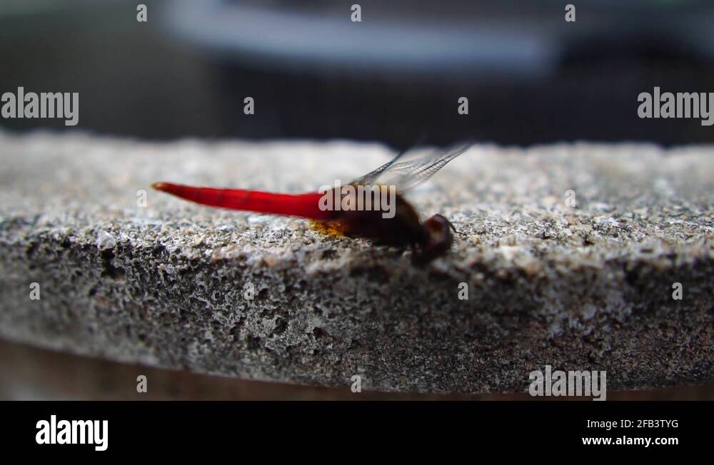 Dragonflies fauna insect natural nature wildlife wing Stock Videos ...