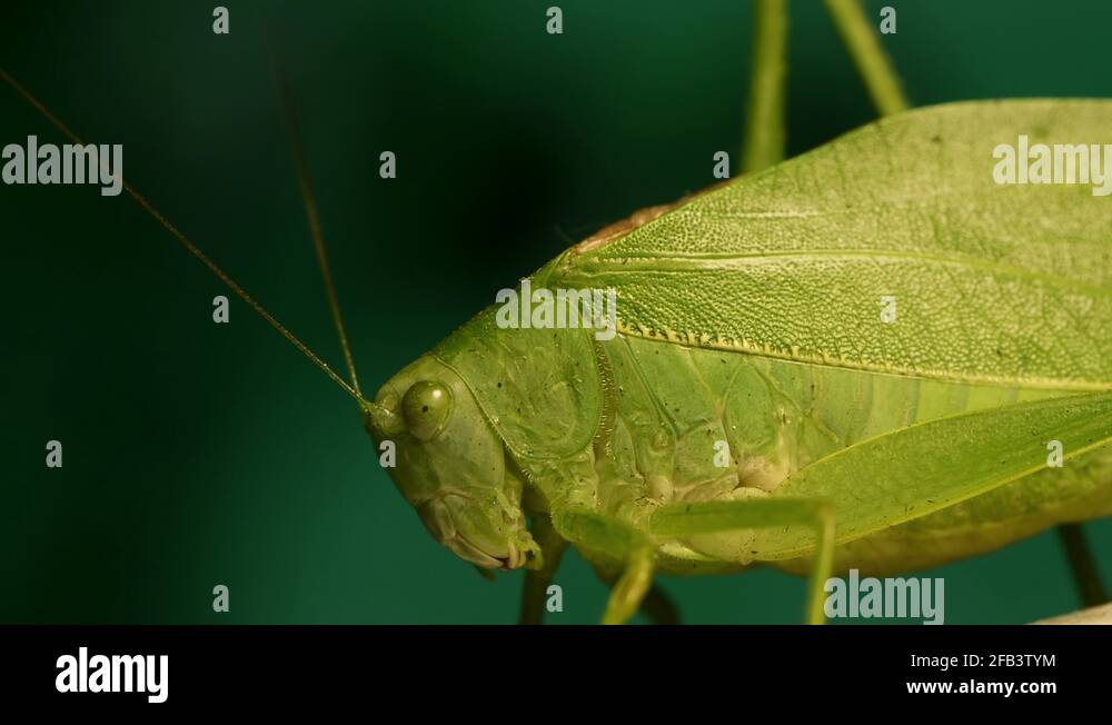 Grasshopper side view Stock Videos & Footage - HD and 4K Video Clips ...