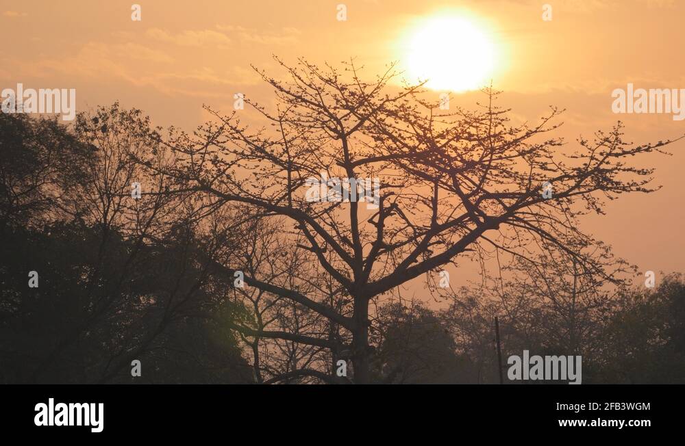 Sunset behind tree Stock Videos & Footage - HD and 4K Video Clips - Alamy