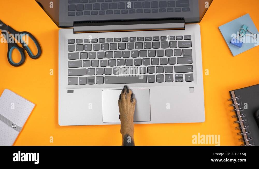 Dog Paw Using a Laptop Computer Touchpad Top View Stock Video Footage ...