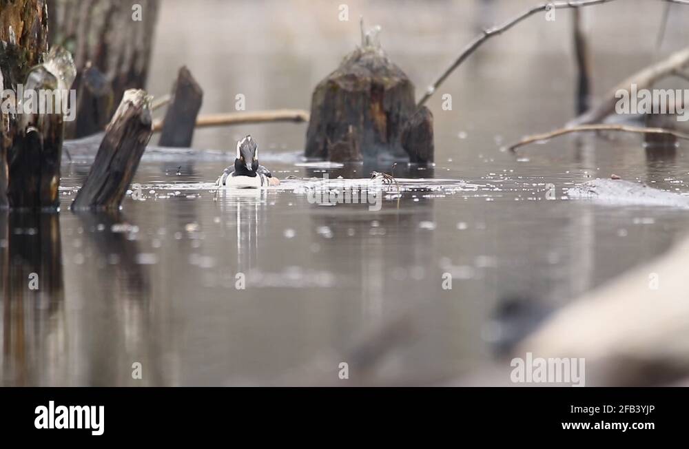 Flooded timber Stock Videos & Footage - HD and 4K Video Clips - Alamy