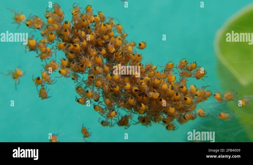 Spider shrimp Stock Videos & Footage - HD and 4K Video Clips - Alamy