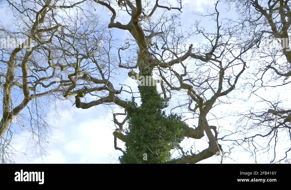 The great trees Stock Videos & Footage - HD and 4K Video Clips - Alamy