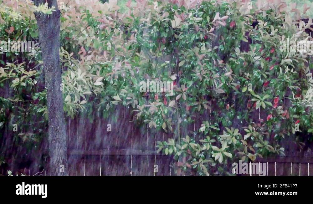 Back bush Stock Videos & Footage - HD and 4K Video Clips - Alamy