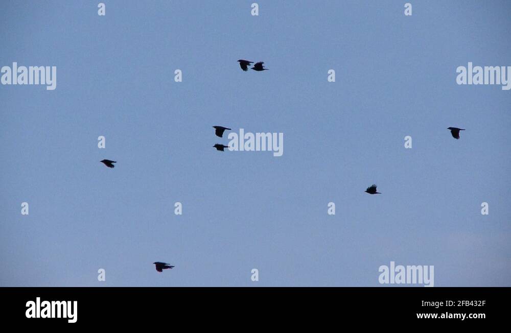 crows in flight with moon Stock Video Footage - Alamy
