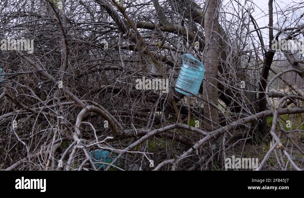 Plastic pollution tree Stock Videos & Footage - HD and 4K Video Clips ...