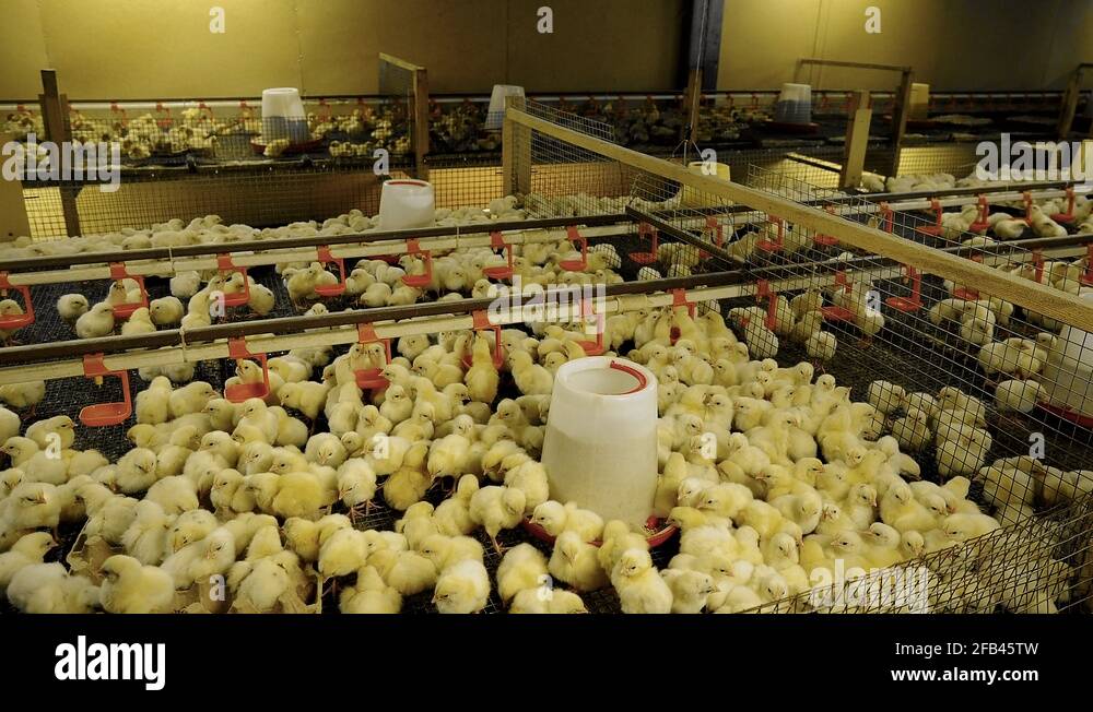 Chicken feeding in their trays Stock Videos & Footage - HD and 4K Video ...