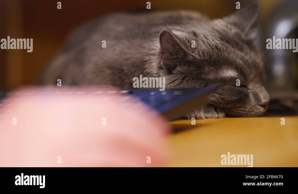 Cat sleeping on computer desk while cat owner working with PC typing on ...