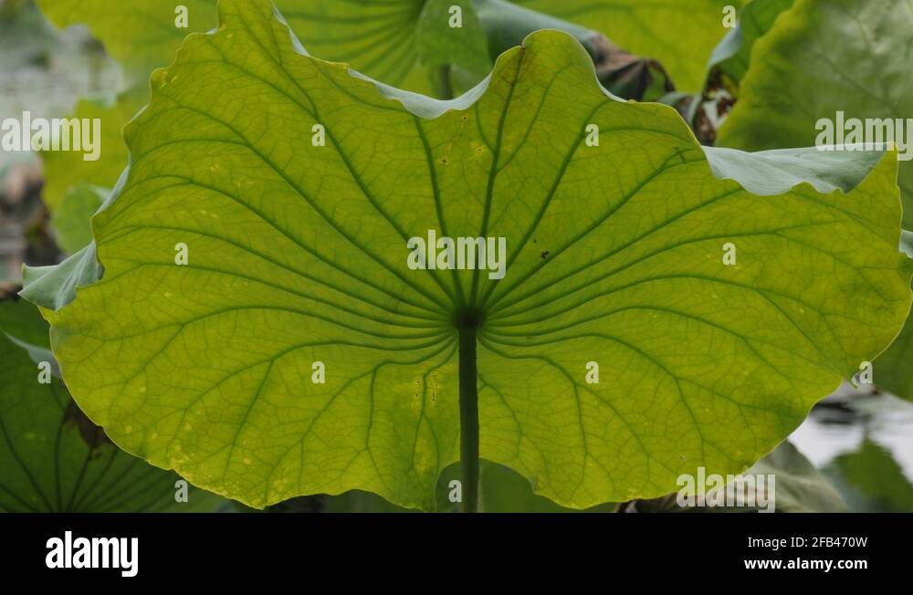 Lotus flower leaf Stock Videos & Footage - HD and 4K Video Clips - Alamy