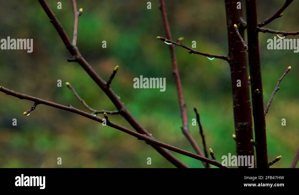 Budding twigs Stock Videos & Footage - HD and 4K Video Clips - Alamy