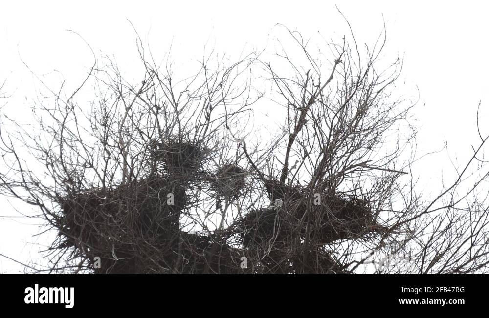 Crows nests in trees Stock Videos & Footage - HD and 4K Video Clips - Alamy