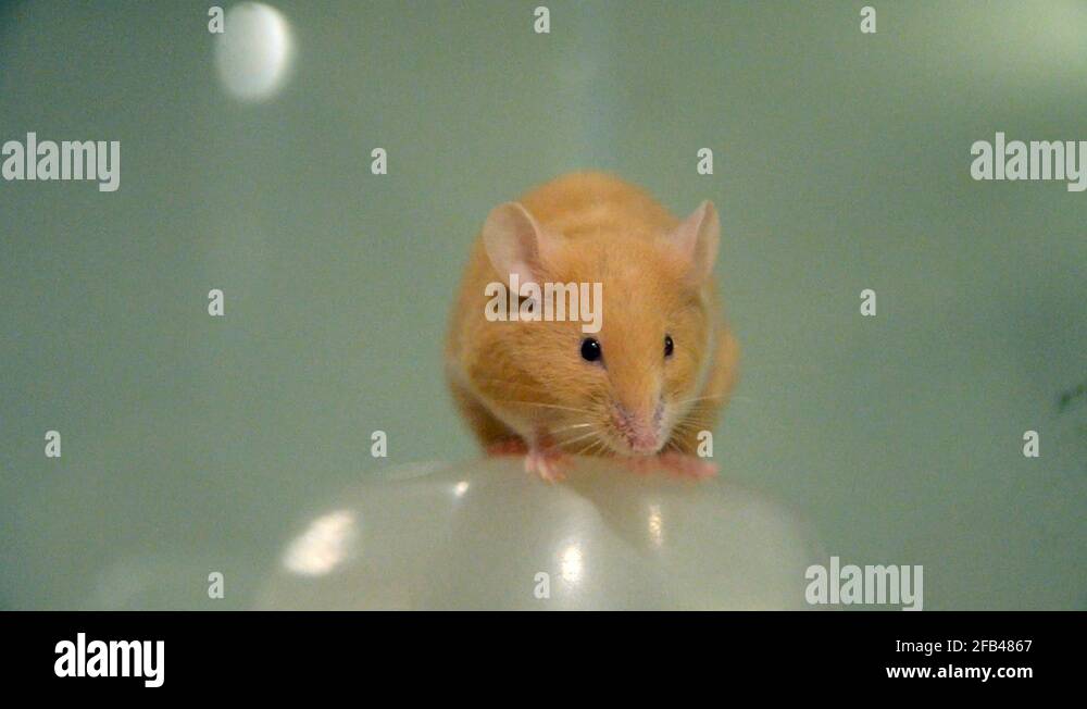 Mouse tank Stock Videos & Footage - HD and 4K Video Clips - Alamy