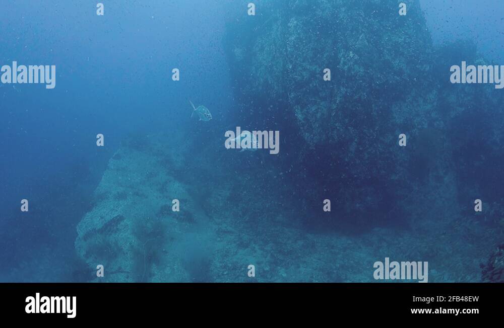 Queenfish Stock Videos & Footage - HD and 4K Video Clips - Alamy