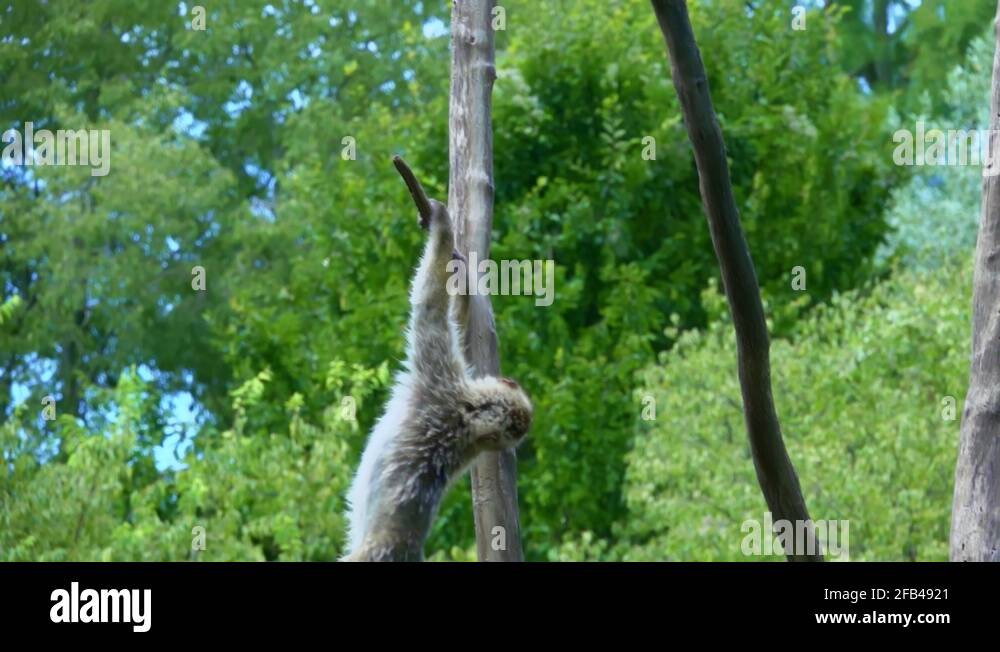 Monkey jump Stock Videos & Footage - HD and 4K Video Clips - Alamy