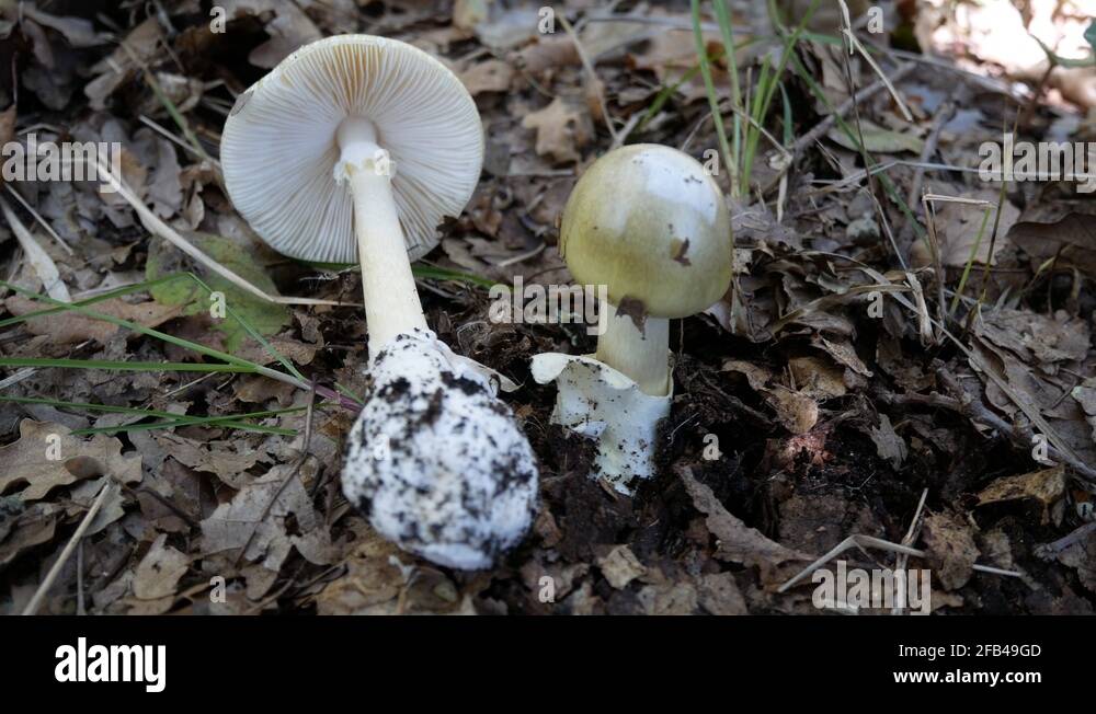 Amanita phalloides death cap mushroom Stock Videos & Footage - HD and ...