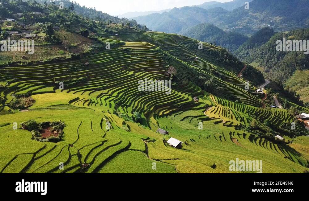 Aerial rice paddy terrace Stock Videos & Footage - HD and 4K Video ...