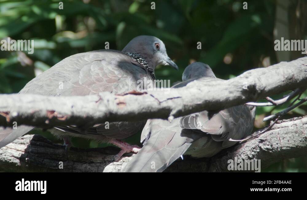 Birds reaction Stock Videos & Footage - HD and 4K Video Clips - Alamy