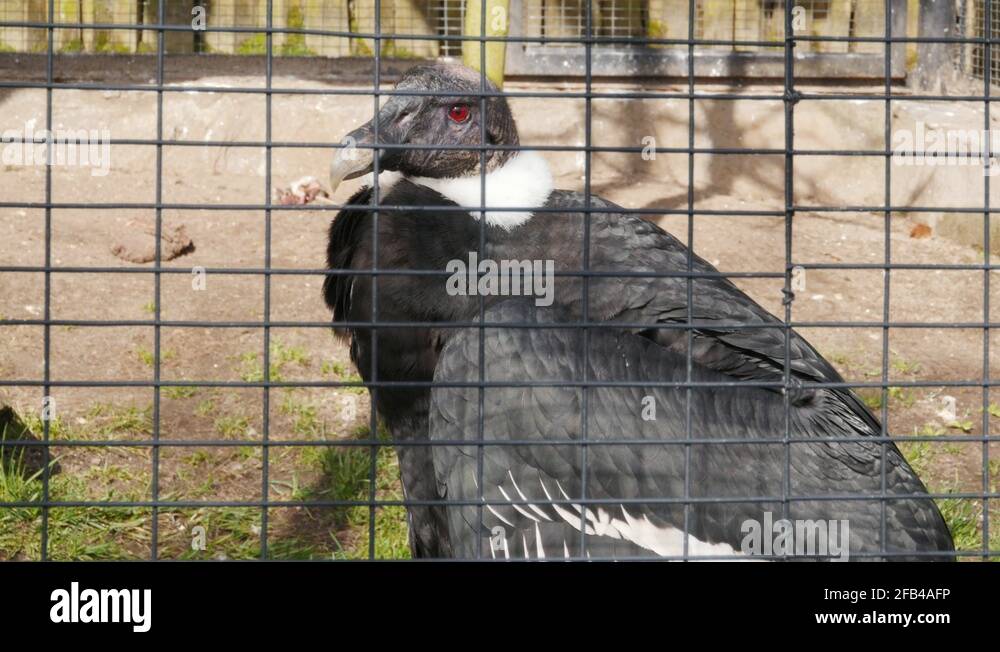 Giant condor Stock Videos & Footage - HD and 4K Video Clips - Alamy