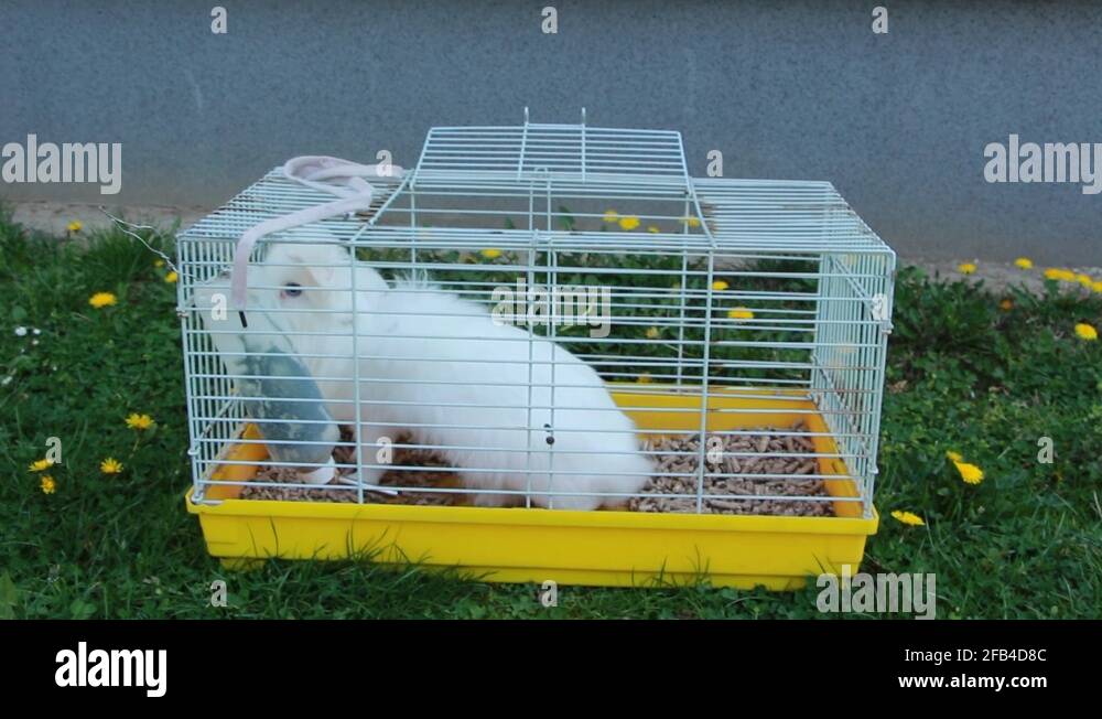 White rabbit cage Stock Videos & Footage - HD and 4K Video Clips - Alamy