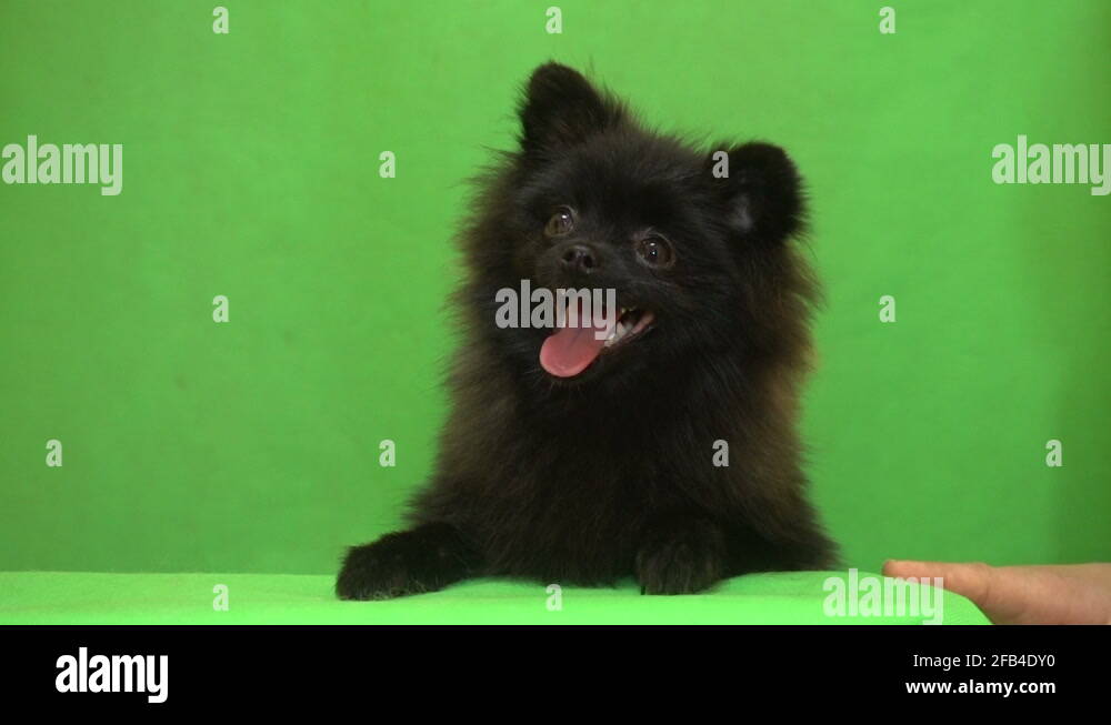 Miniature spitz Stock Videos & Footage - HD and 4K Video Clips - Alamy