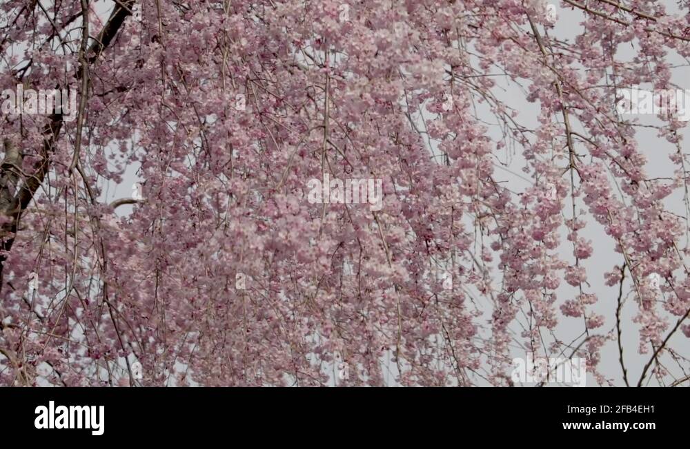 Sakura wood Stock Videos & Footage - HD and 4K Video Clips - Alamy