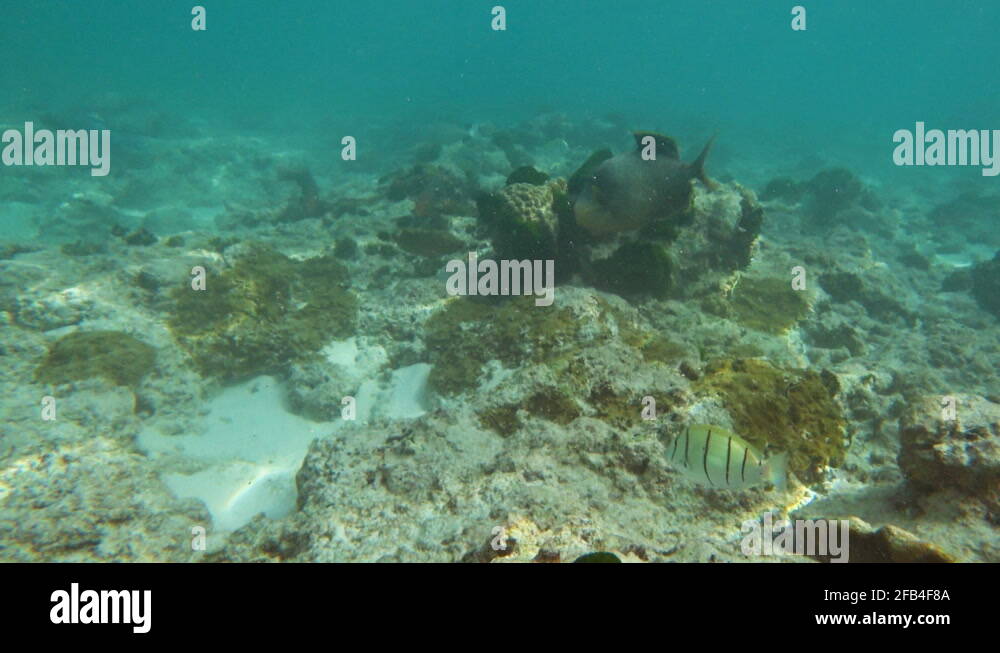 Triggerfish fish Stock Videos & Footage - HD and 4K Video Clips - Alamy