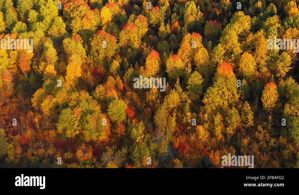 Elevated view of autumn foliage Stock Videos & Footage - HD and 4K ...
