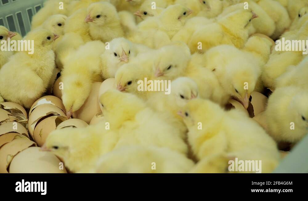 Baby chickens at farm incubator and sorting from eggshells to ...