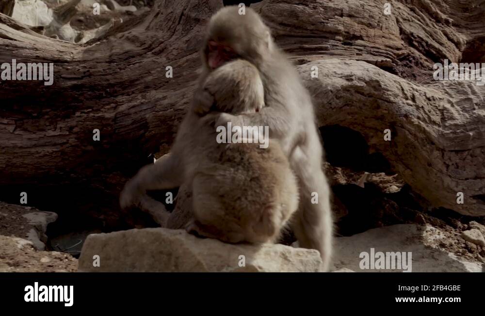 Monkey children Stock Videos & Footage - HD and 4K Video Clips - Alamy