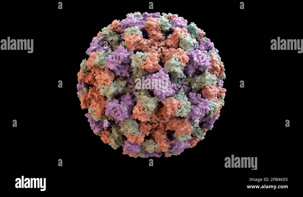 Norovirus structure Stock Videos & Footage - HD and 4K Video Clips - Alamy