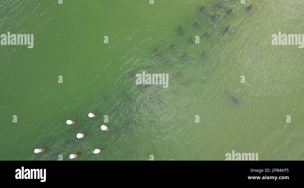 Dolphin eating fish Stock Videos & Footage - HD and 4K Video Clips - Alamy