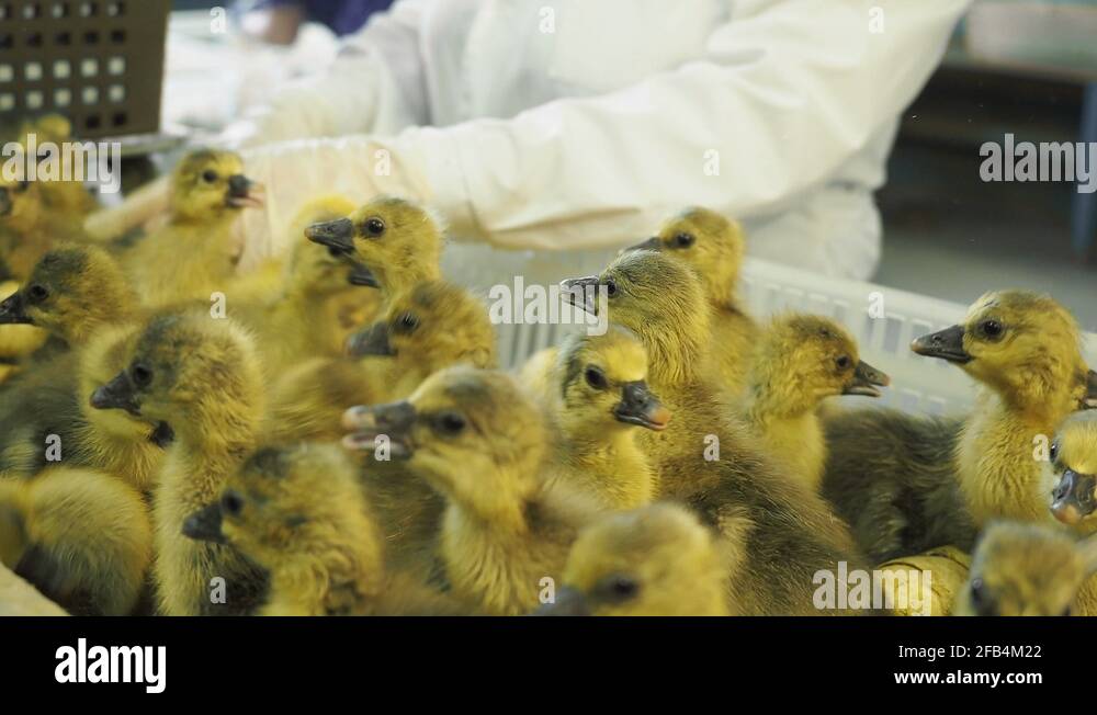 Workplace ducks Stock Videos & Footage - HD and 4K Video Clips - Alamy