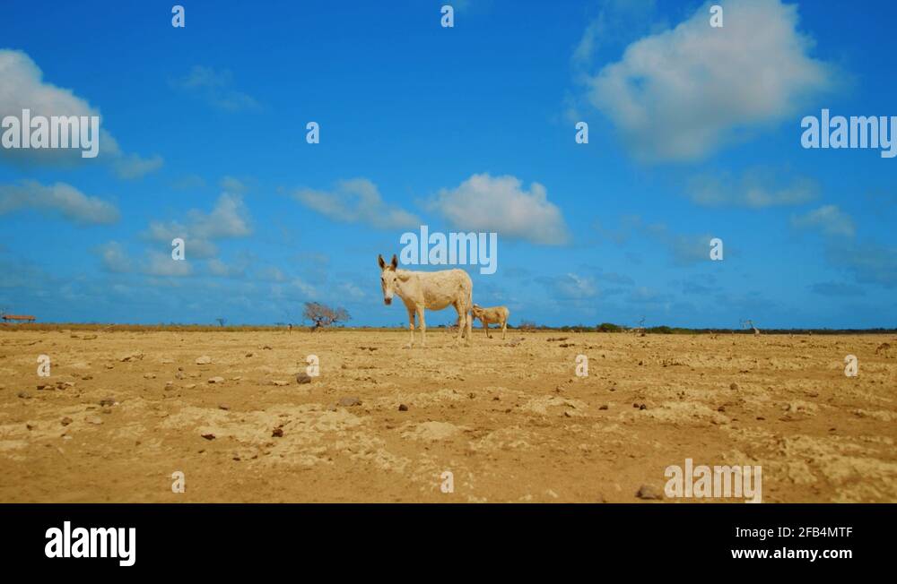 Running donkey Stock Videos & Footage - HD and 4K Video Clips - Alamy