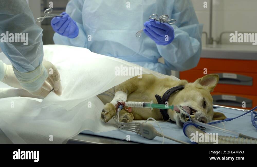Dog on the operating table veterinarians carry out surgery on the ...