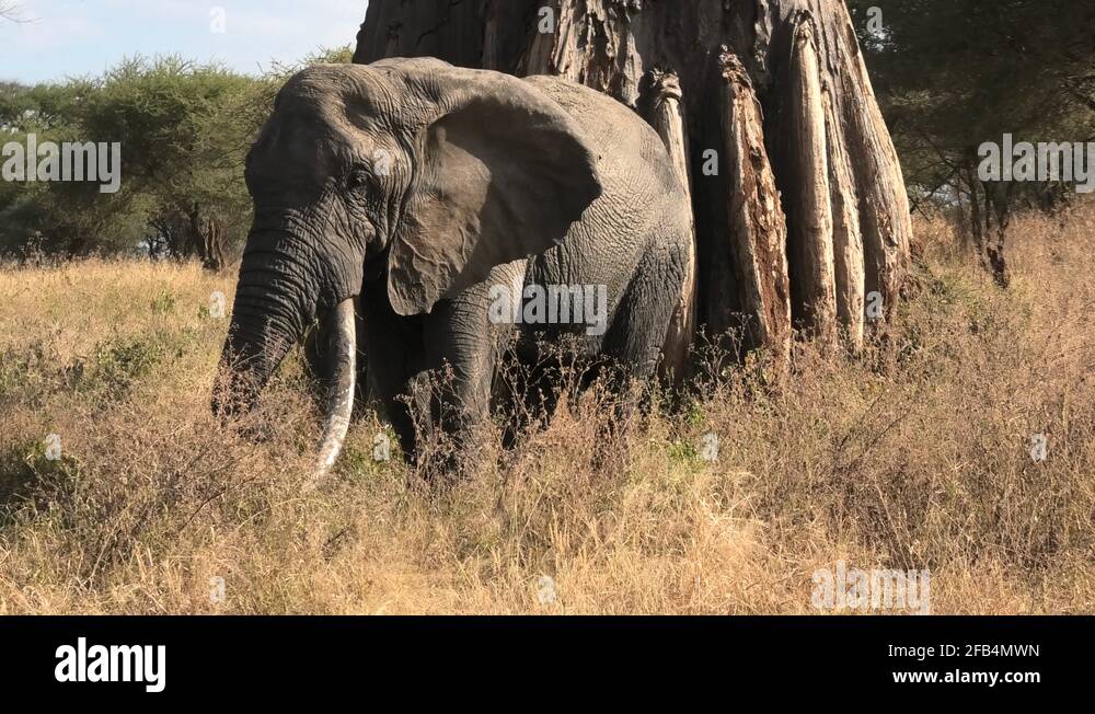 Elephants eating tree Stock Videos & Footage - HD and 4K Video Clips ...