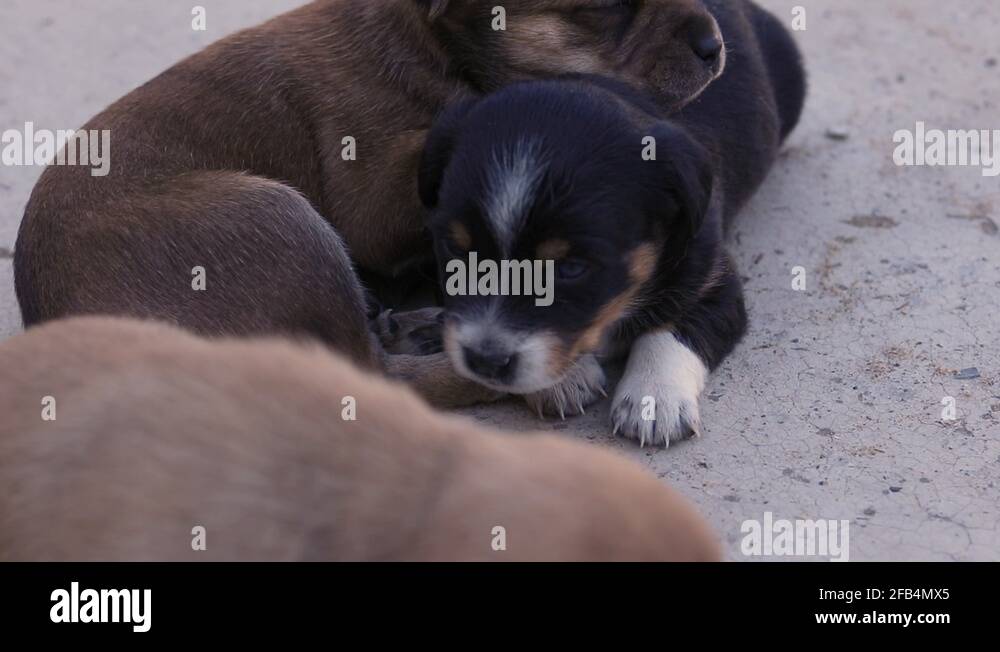 Animal snoring Stock Videos & Footage - HD and 4K Video Clips - Alamy