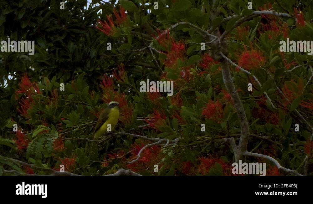 Red bird in tree Stock Videos & Footage - HD and 4K Video Clips - Alamy