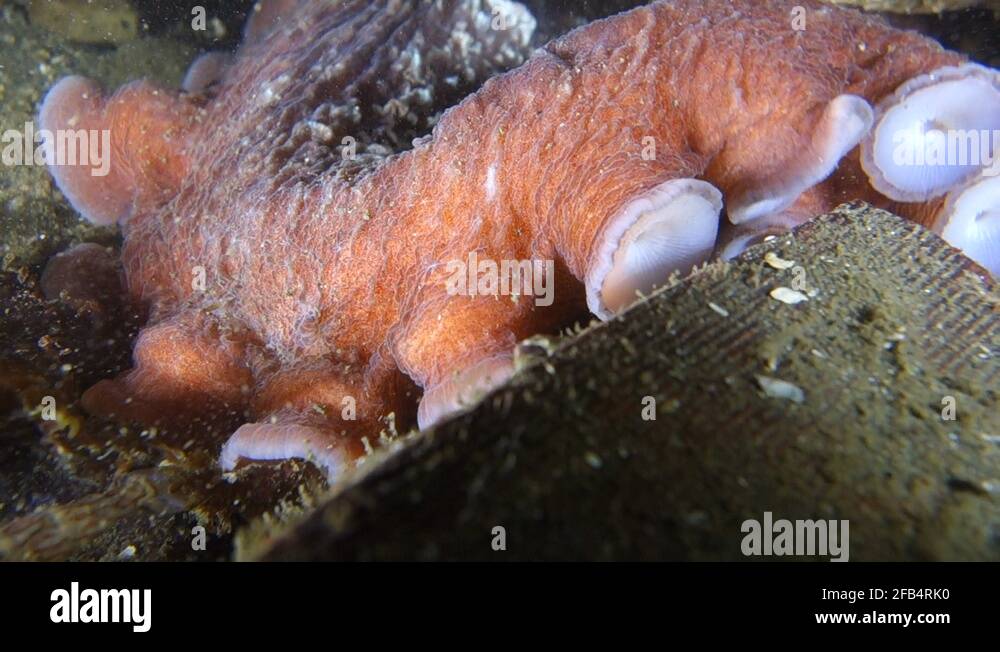 Underwater Close-up: Octopus Arm Moving Between Huge Rocks in Puget ...