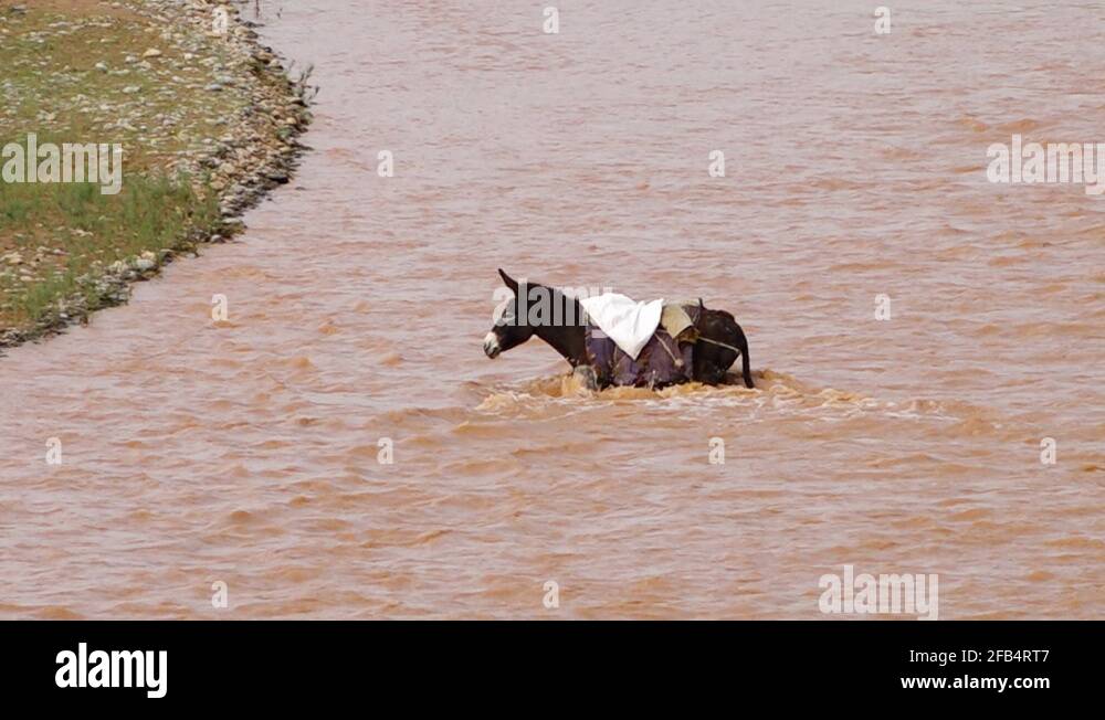 Donkey cross Stock Videos & Footage - HD and 4K Video Clips - Alamy