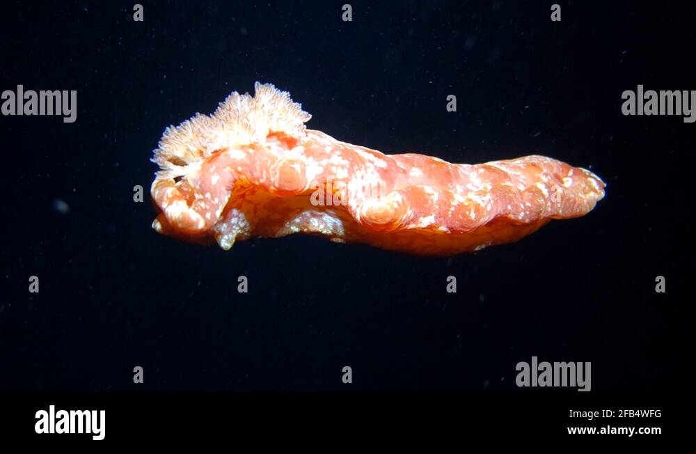 Close-Up: Spanish Dancer Sea Slug Floating in the Ocean's Current in ...