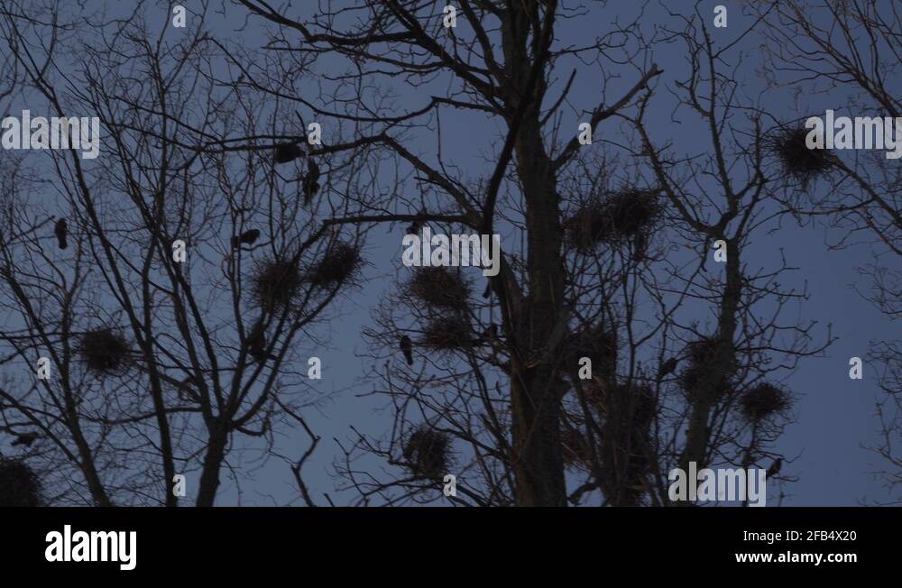 Rook nest Stock Videos & Footage - HD and 4K Video Clips - Alamy