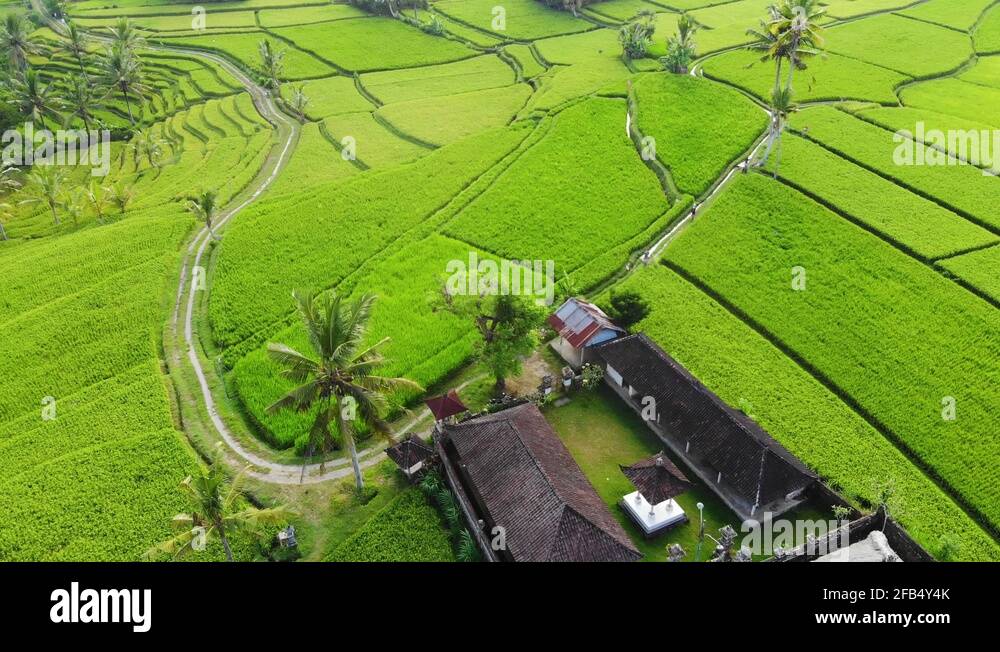Cinematic aerial view of colorful rice fields and terraces in Ubud ...