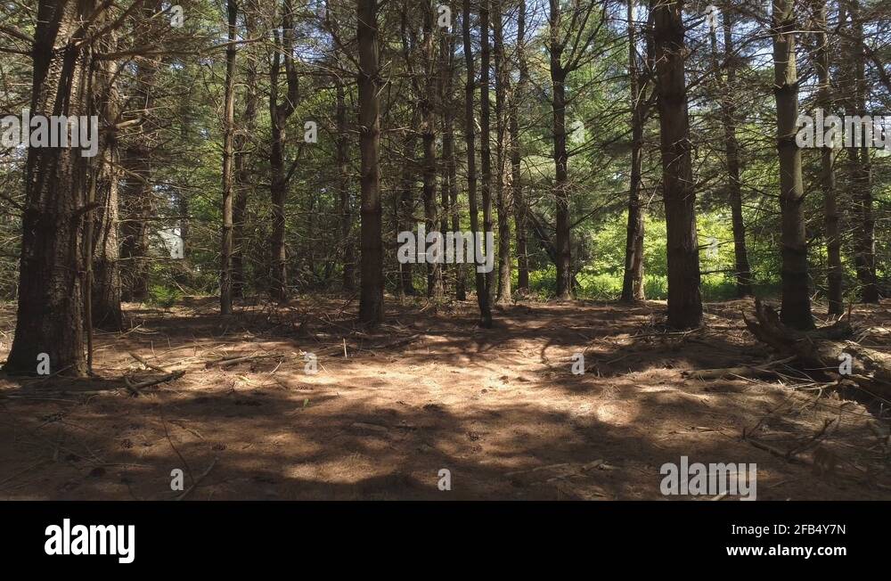 Pine tree walk Stock Videos & Footage - HD and 4K Video Clips - Alamy