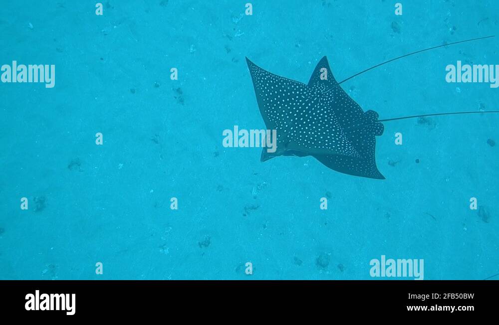 White spotted eagle rays Stock Videos & Footage - HD and 4K Video Clips ...
