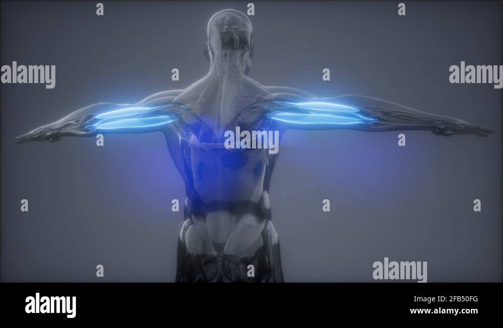 triceps - Visible muscle anatomy map Stock Video Footage - Alamy
