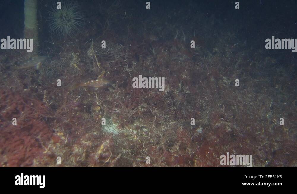 Nose sandy Stock Videos & Footage - HD and 4K Video Clips - Alamy