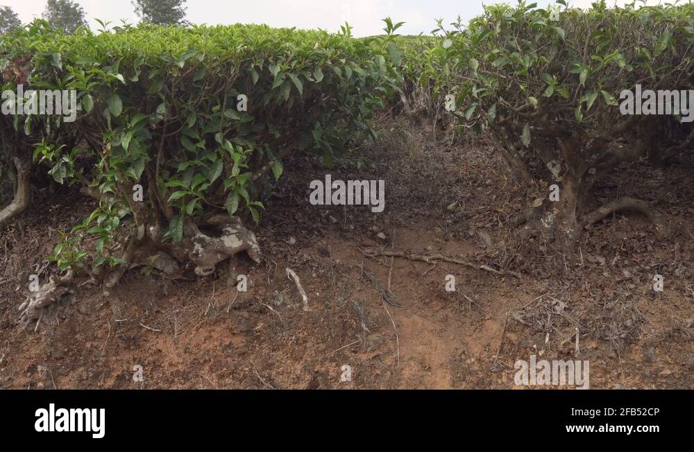 Tea growth Stock Videos & Footage - HD and 4K Video Clips - Alamy